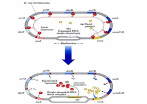 SOS Repair - SOS Response in Bacteria - Biology Notes Online