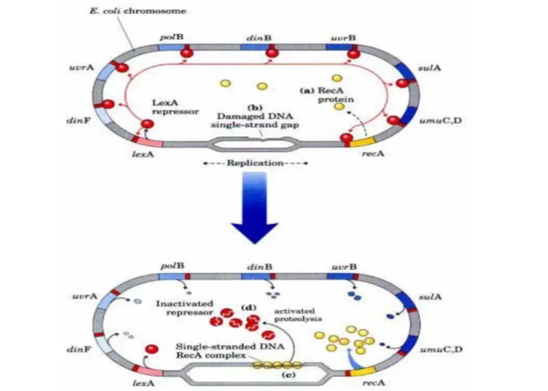 SOS Repair - SOS Response in Bacteria - Biology Notes Online
