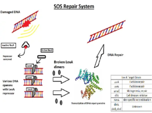 SOS Repair - SOS Response in Bacteria - Biology Notes Online