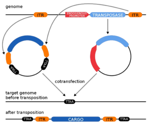 Genetic Engineering - Definition, Tools, Steps, Advantages, Applications, Examples - Biology ...