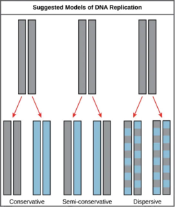 Semiconservative Replication of DNA - Mechanism - Biology Notes Online