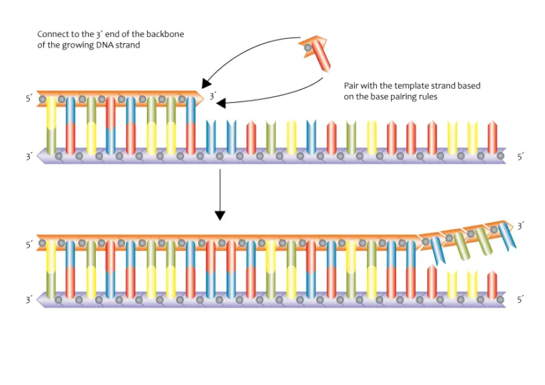 Semiconservative Replication of DNA - Mechanism - Biology Notes Online