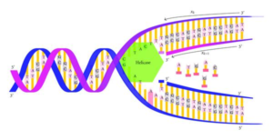 Semiconservative Replication of DNA - Mechanism - Biology Notes Online