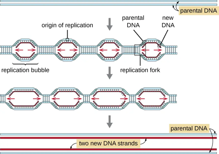 Semiconservative Replication of DNA - Mechanism - Biology Notes Online