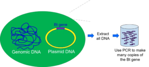 Genetic Engineering - Definition, Tools, Steps, Advantages, Applications, Examples - Biology ...