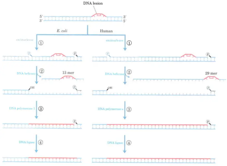 DNA Repair Mechanisms and Types - Biology Notes Online