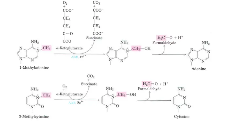 DNA Repair Mechanisms and Types - Biology Notes Online