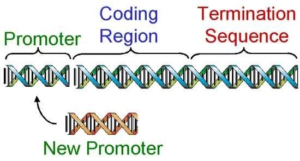 Genetic Engineering - Definition, Tools, Steps, Advantages, Applications, Examples - Biology ...