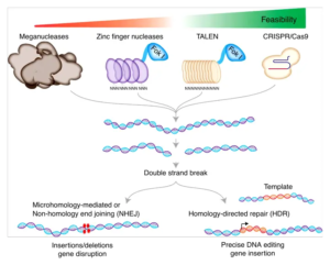 CRISPR-Cas9 Gene Editing - Definition, Mechanism, Application - Biology ...