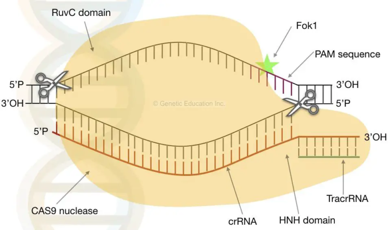 CRISPR-Cas9 Gene Editing - Definition, Mechanism, Application - Biology ...
