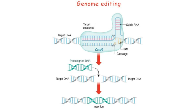 CRISPR-Cas9 Gene Editing - Definition, Mechanism, Application - Biology ...