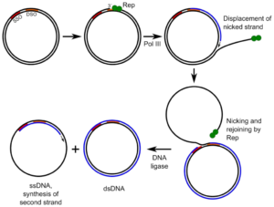Rolling Circle Replication - Mechanism, Application - Biology Notes Online