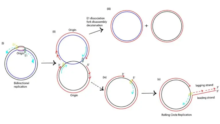 Rolling Circle Replication - Mechanism, Application - Biology Notes Online Rolling Circle Replication - Mechanism, Application - Biology Notes Online