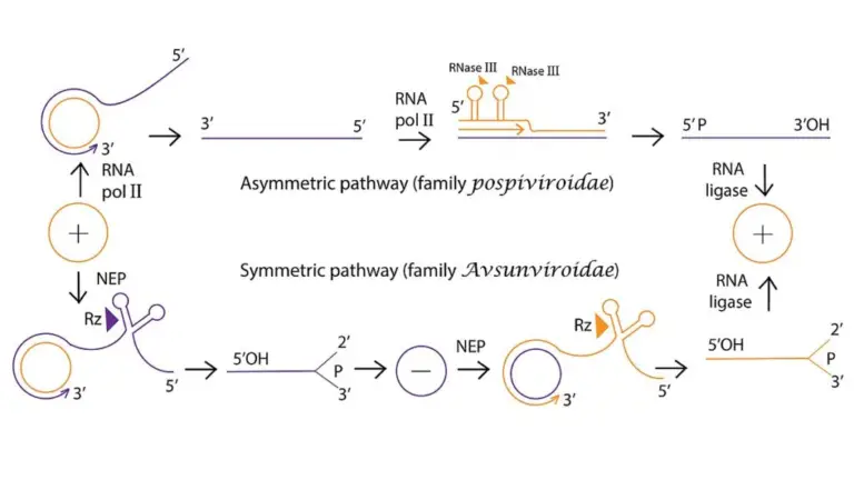 Rolling Circle Replication - Mechanism, Application - Biology Notes Online Rolling Circle Replication - Mechanism, Application - Biology Notes Online