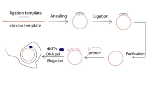 Rolling Circle Replication - Mechanism, Application - Biology Notes Online