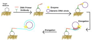 Rolling Circle Replication - Mechanism, Importance - Biology Notes Online