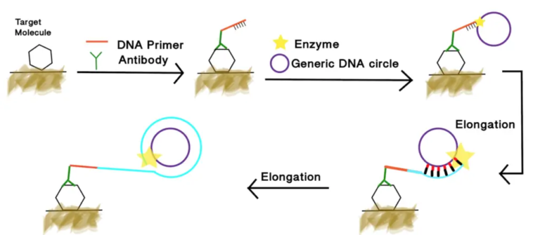 Rolling Circle Replication - Mechanism, Importance - Biology Notes Online