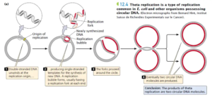 Theta Model of Replication - Steps, Applications, Examples - Biology ...
