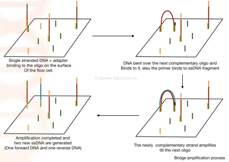 Next Generation Sequencing - Principle, Steps Involved, and ...