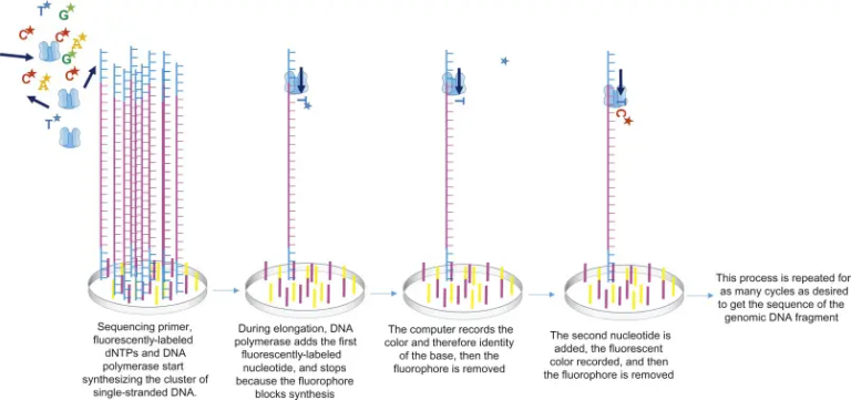 Next Generation Sequencing - Principle, Steps Involved, and ...