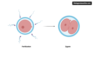 Zygote - Definition, Formation, Development, Example - Biology Notes Online