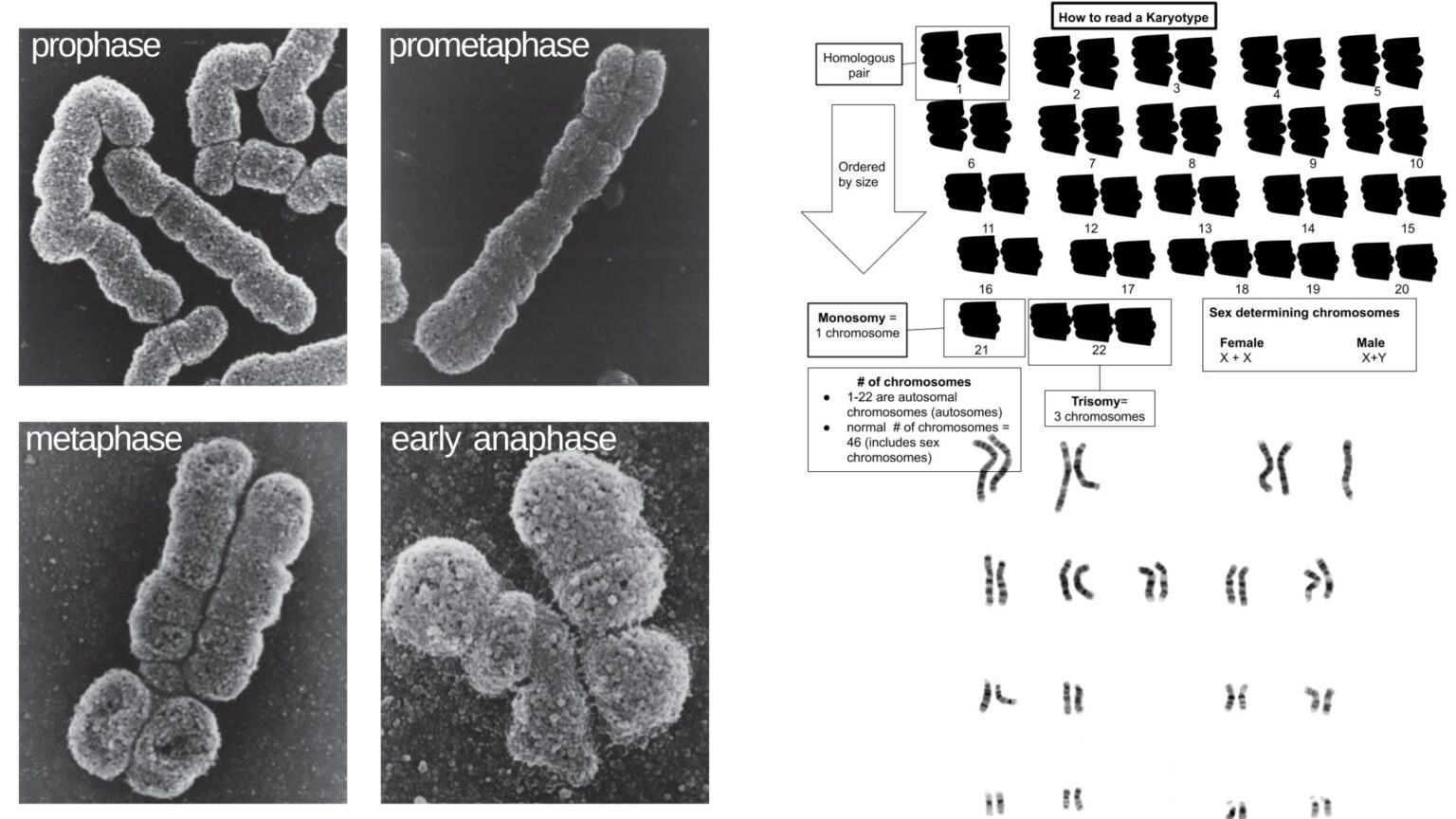 Two-Point and Three-Point Crosses - Biology Notes Online