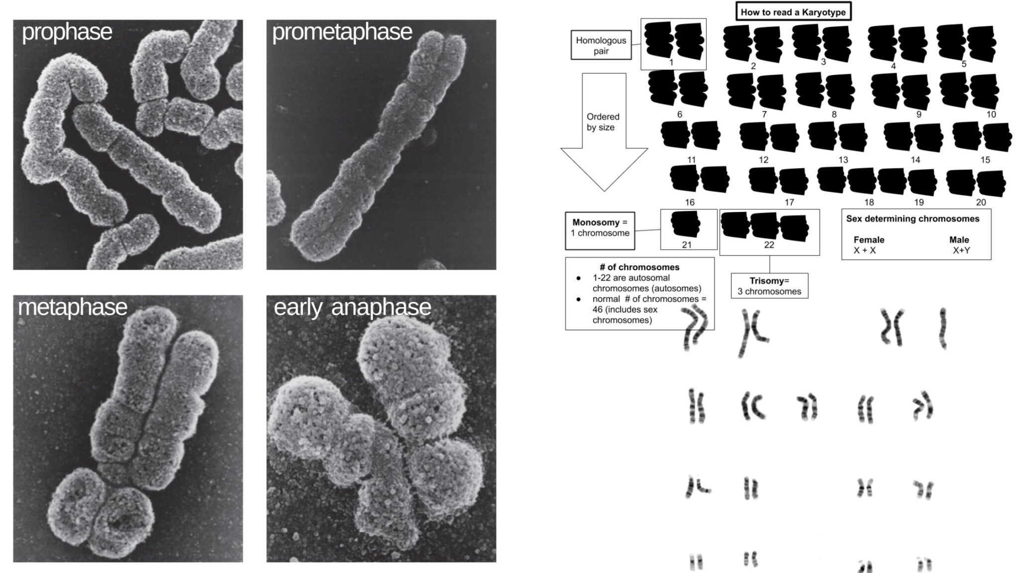 Microbiology - Biology Notes Online
