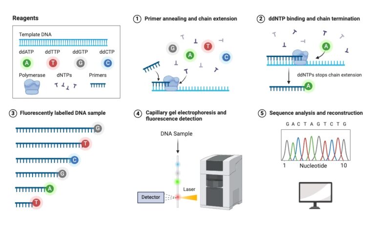 Sanger Sequencing - Principle, Steps, Advantages, Uses - Microbiology Note