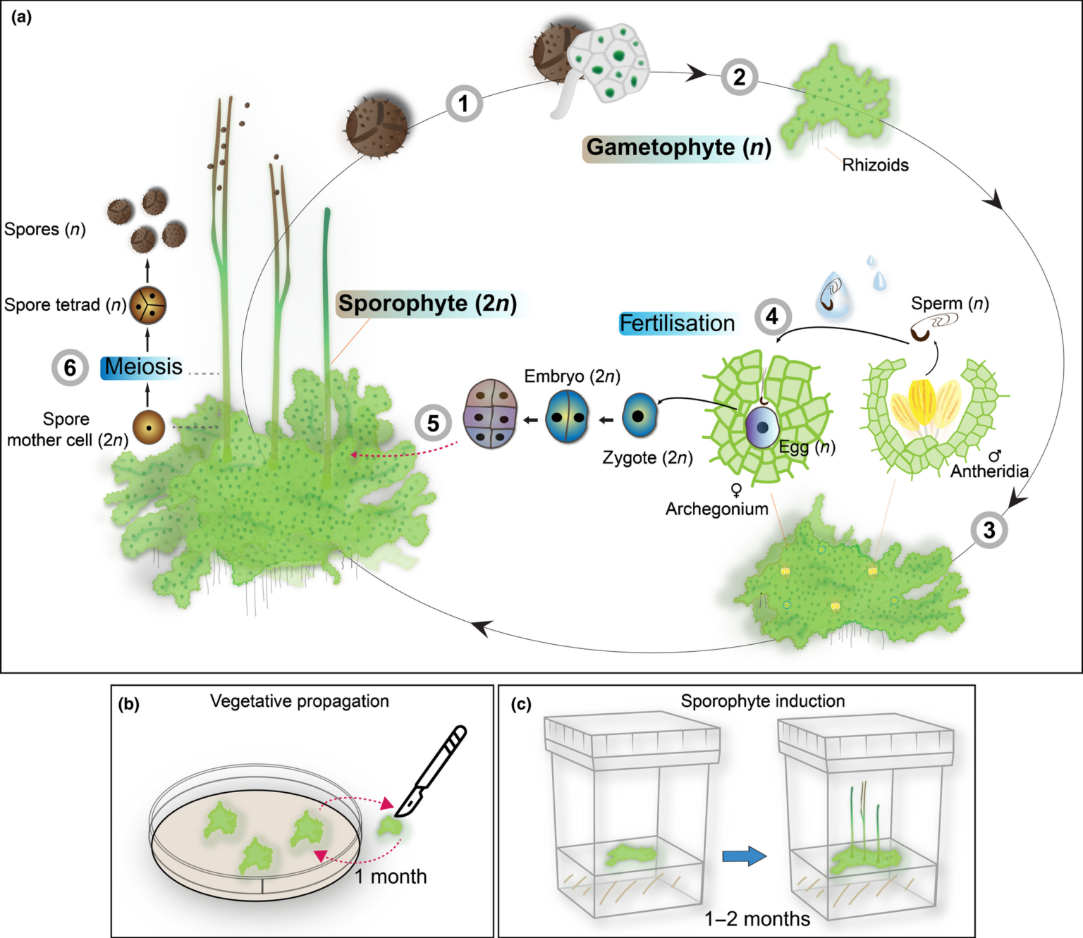 Hornworts - Morphology, Life Cycle, Importance, Examples - Microbiology ...