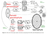 Pteridophyta - Characteristics, Life Cycle, Classification, Examples ...