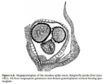Pteridophyta - Characteristics, Life Cycle, Classification, Examples ...