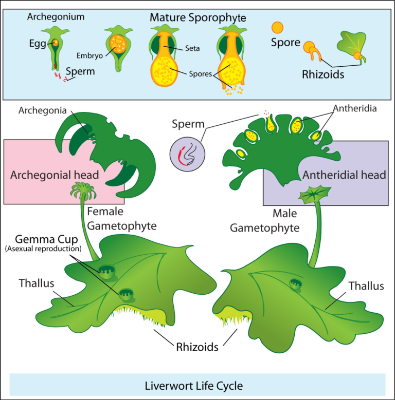 Liverworts - Characteristics, Morphology, Reproduction, Classification ...