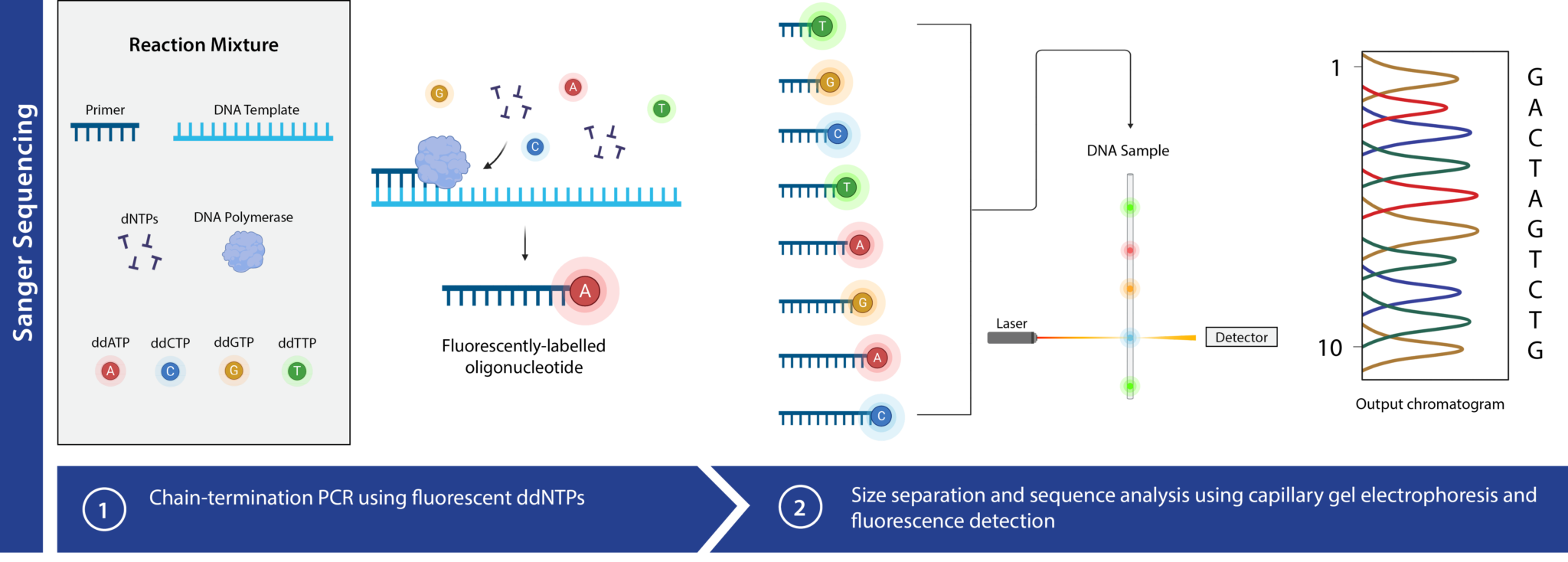 Sanger Sequencing - Principle, Steps, Advantages, Uses - Microbiology Note