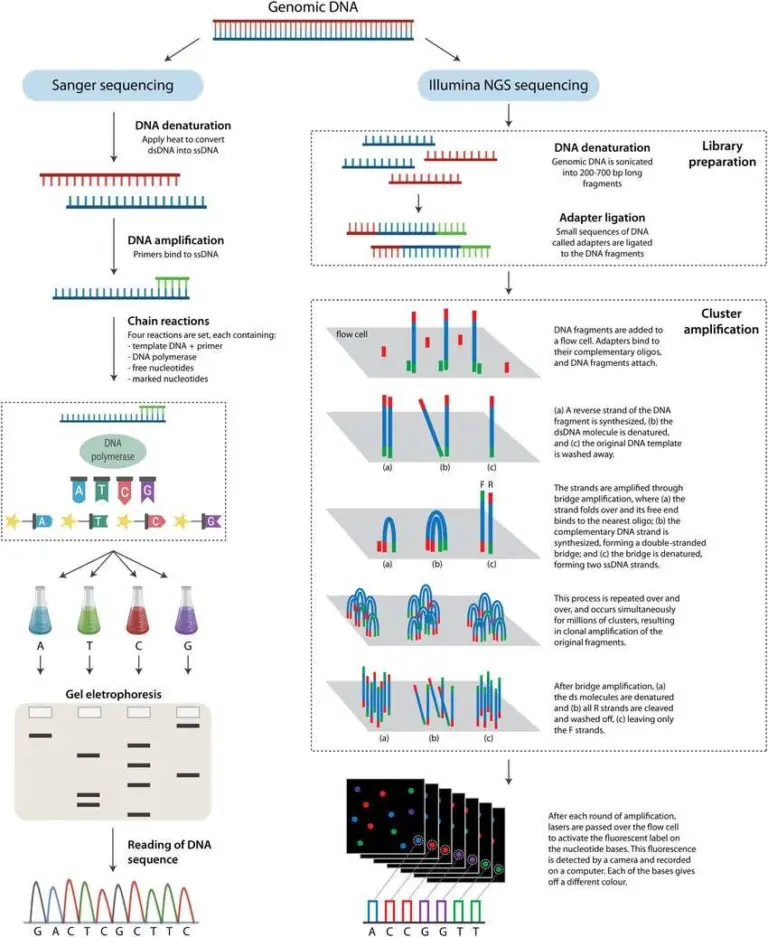 Sanger Sequencing vs Next Generation Sequencing (NGS) - Biology Notes ... Sanger Sequencing vs Next Generation Sequencing (NGS) - Biology Notes ...