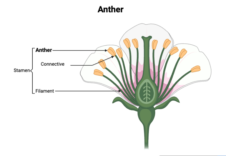 Polyembryony - Definition, Types, Functions, Examples - Biology Notes ...