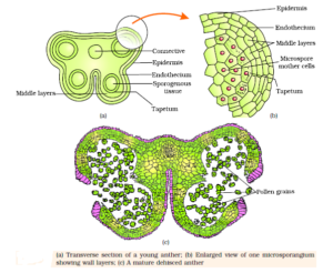 Bilobed Anther – Structure, Function, Diagram - Biology Notes Online