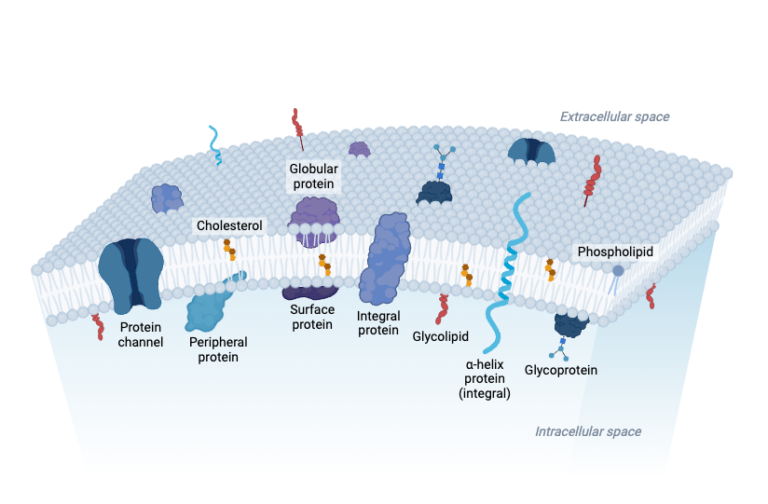Animal Cell - Diagram, Structure, Types, Functions - Biology Notes Online