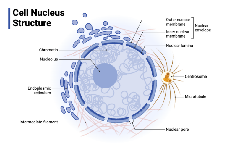 Animal Cell - Diagram, Structure, Types, Functions - Biology Notes Online