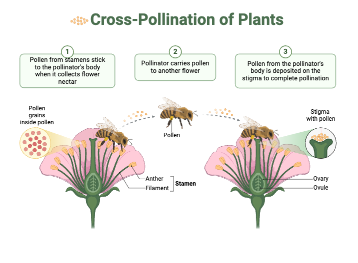 Fertilization in Plants | Definition, Process & Types - Lesson