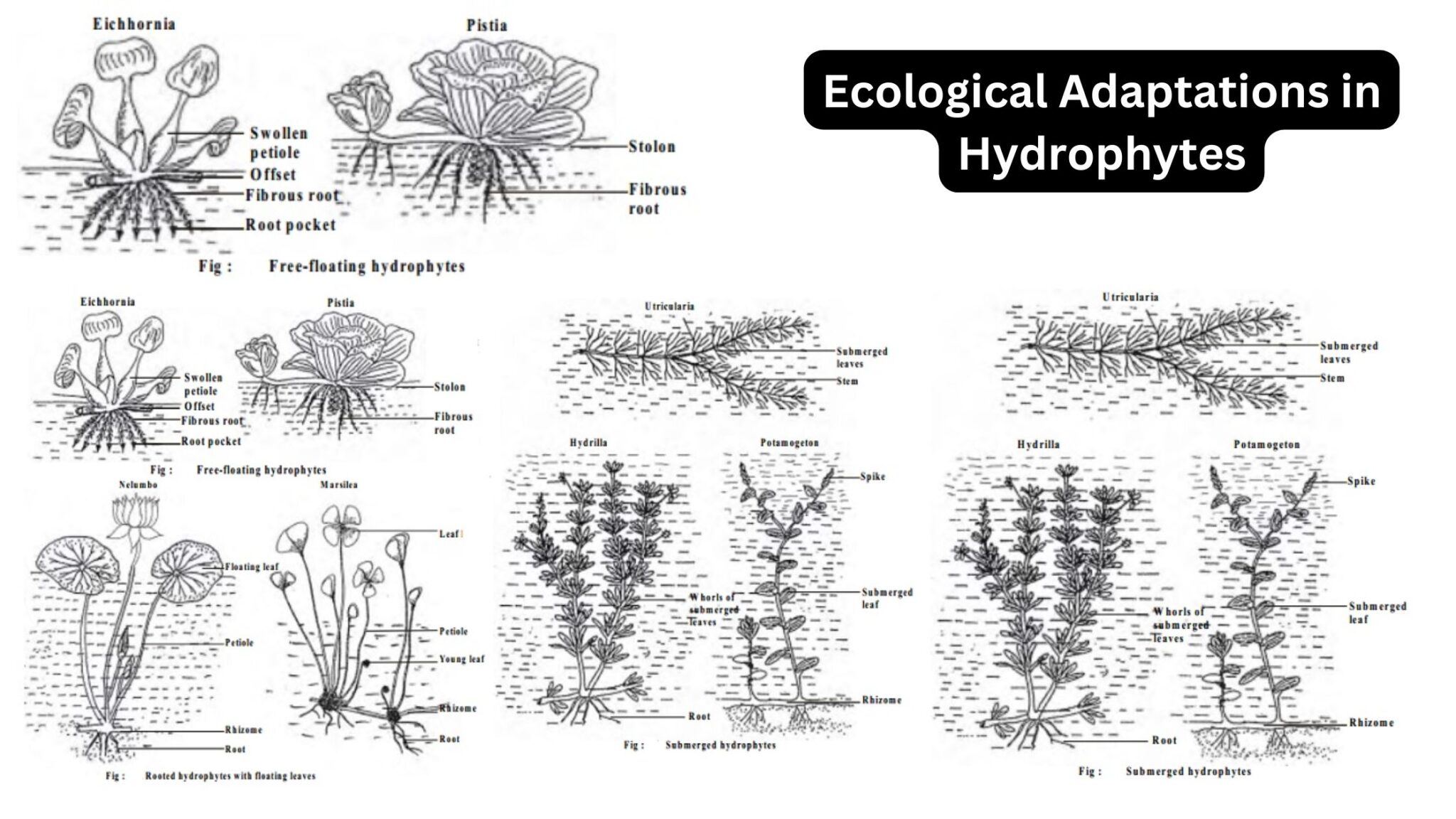 Plant communities - Characters, Ecotone and edge effect, Succession ...