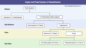 Systems of Classification - Artificial, Natural and Phylogenetic ...