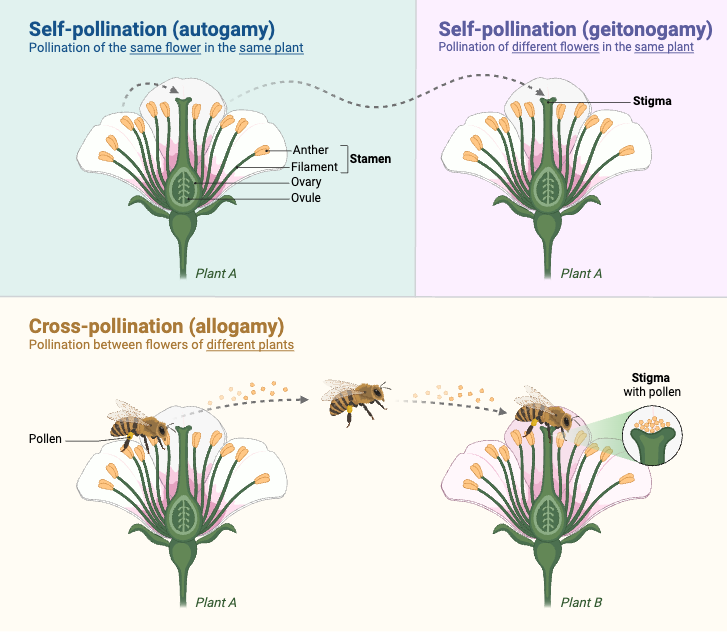 Pollination Model For Science Project Exhibition Biology Projects