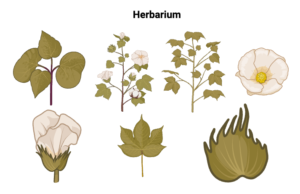 Herbarium - Definition, Technique, Importance, Examples - Microbiology Note