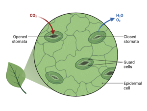 Epidermal Tissue System - Epidermis, Stomata, Cuticle - Biology Notes ...