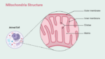 Animal Cell - Diagram, Structure, Types, Functions - Biology Notes Online