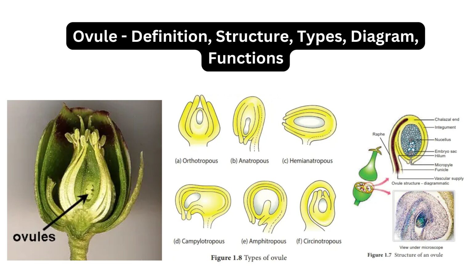 Vascular Cambium - Structure and Function, Seasonal activity - Biology ...