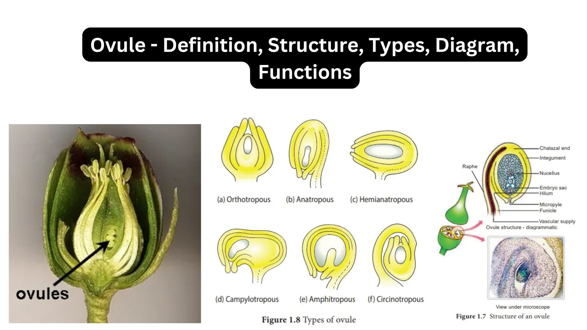 Anther of a Flower – Types, Structure, and Functions - Biology Notes Online