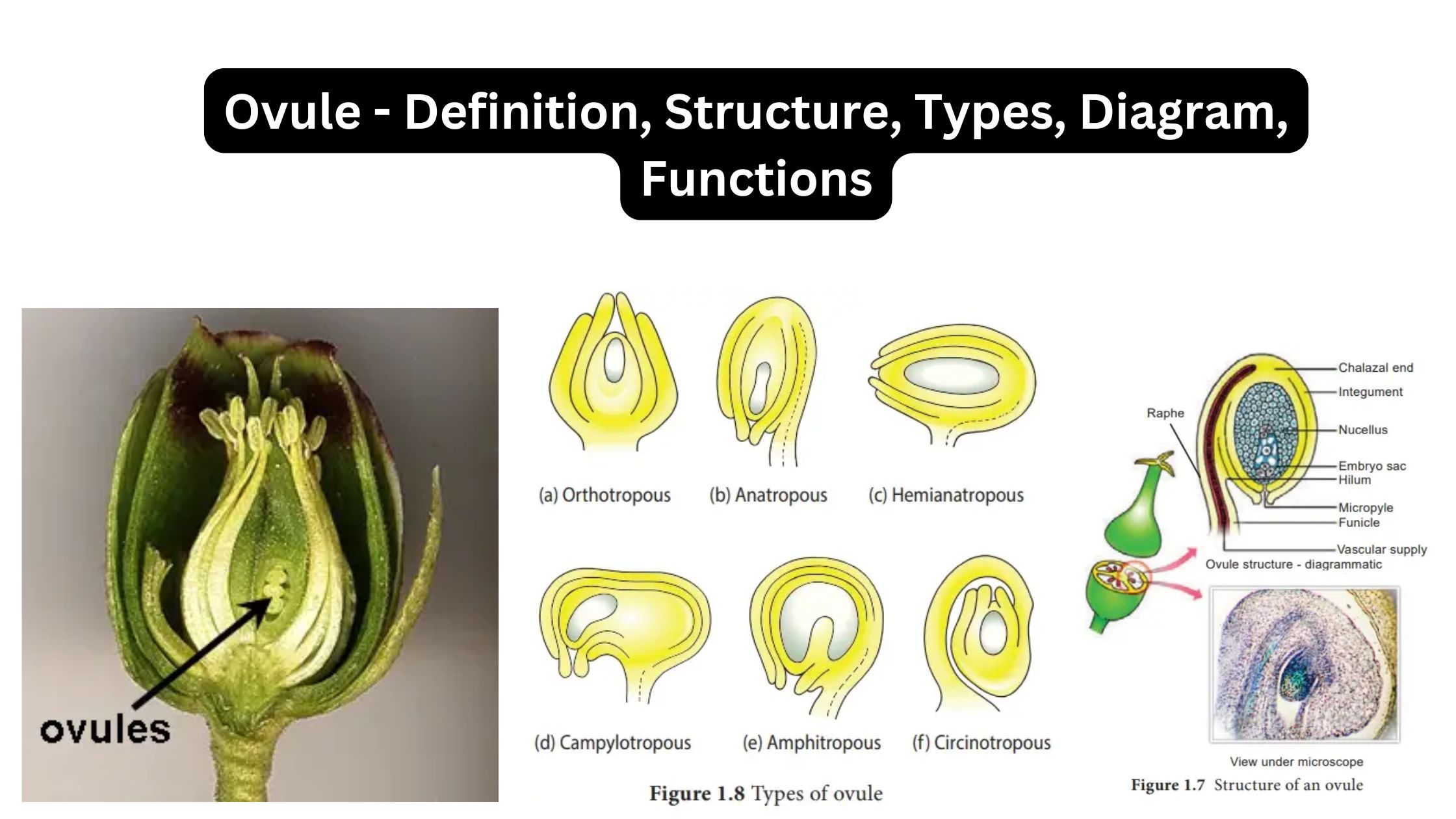 Ovule Flower Sexual Reproduction In Flowering Plants Class 10 How Ovule Flower Sexual Reproduction In Flowering Plants Class 10 How