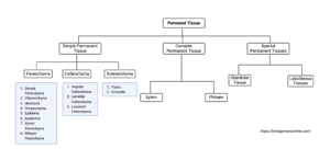 Permanent Tissue - Definition, Types, Characteristics, Functions ...
