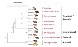 Biometrics, Numerical taxonomy and Cladistics - Biology Notes Online